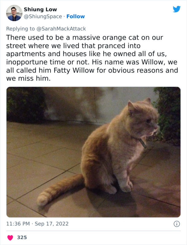 A Botanical Garden's Designated Cat Goes Viral On Twitter After She Was ...