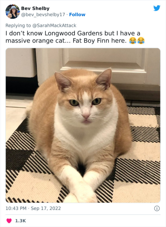 A Botanical Garden's Designated Cat Goes Viral On Twitter After She Was ...
