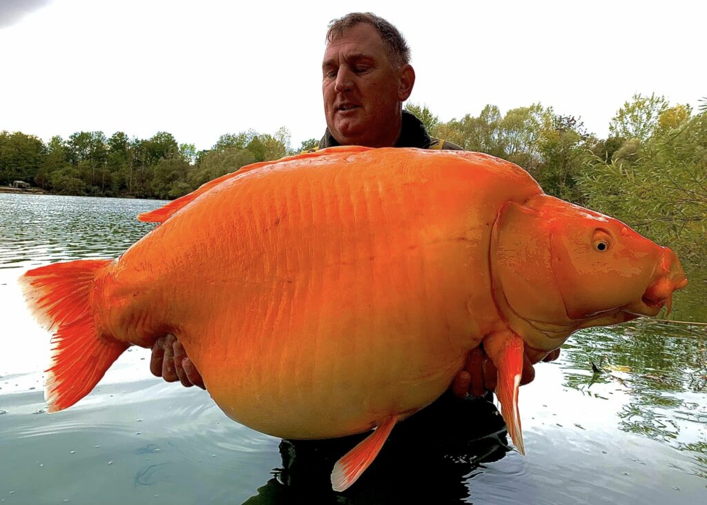 British Man Catches The Biggest Goldfish You've Ever Seen