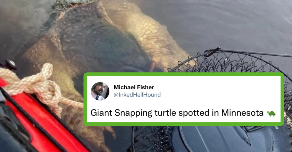 Twitter Reacts To Size Of Giant Snapping Turtle Spotted In Minnesota ...