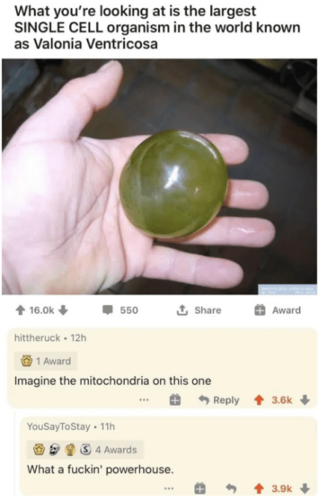 28 Times The Absolute Unit Meme Was Wonderfully Wholesome