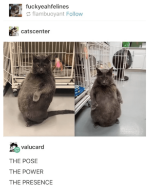 28 Times The Absolute Unit Meme Was Wonderfully Wholesome