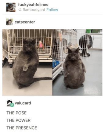 28 Times The Absolute Unit Meme Was Wonderfully Wholesome