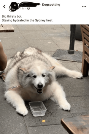 28 Times The Absolute Unit Meme Was Wonderfully Wholesome