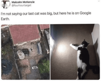 28 Times The Absolute Unit Meme Was Wonderfully Wholesome