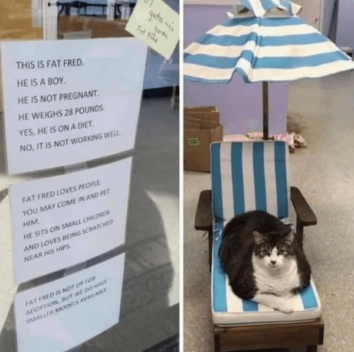 28 Times The Absolute Unit Meme Was Wonderfully Wholesome