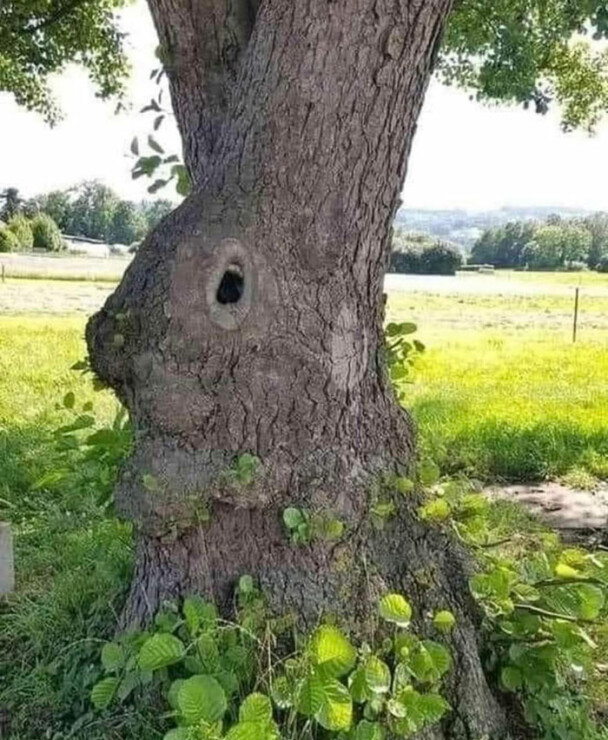 The "Things With Faces" Group Is For Sharing Examples Of Pareidolia ...