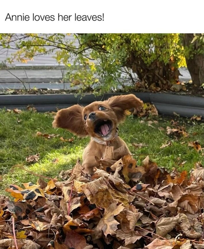 Sit, Stay, and Roll Over Laughing For The Funniest Dog Memes of the ...