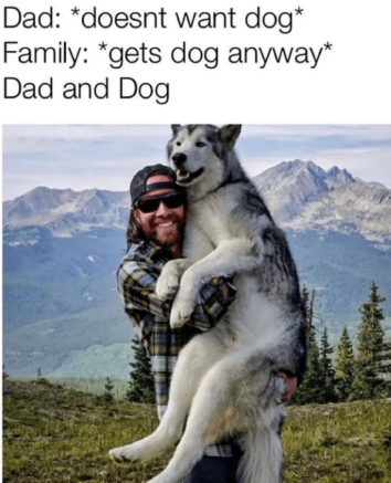 Sit, Stay, and Roll Over Laughing For The Funniest Dog Memes of the ...
