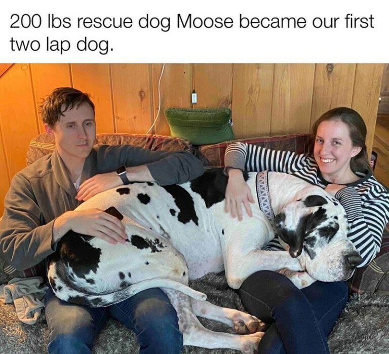 Sit, Stay, and Roll Over Laughing For The Funniest Dog Memes of the ...