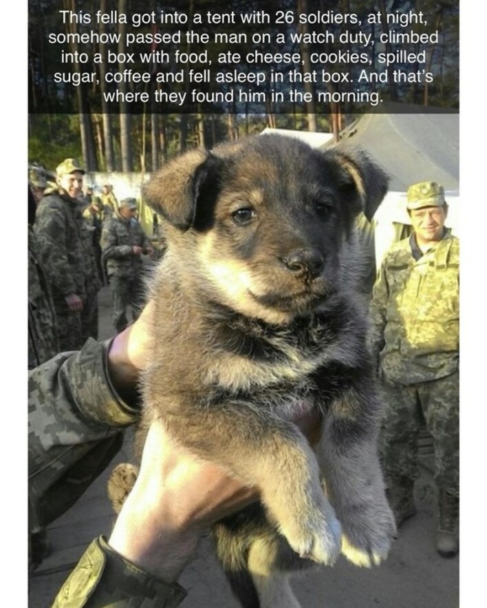 Sit, Stay, and Roll Over Laughing For The Funniest Dog Memes of the ...