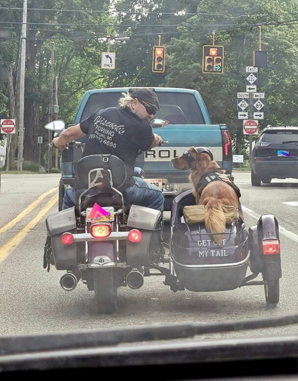 40 Funniest Dog Memes Of The Week Prove That Dogs Really Are Man's Best ...