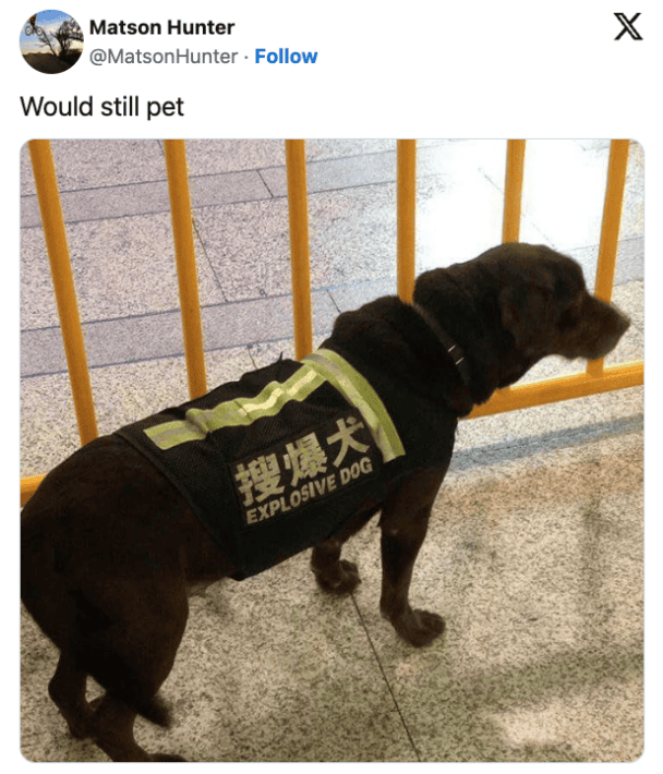 40 Funniest Dog Memes Of The Week Prove That Dogs Really Are Man's Best ...