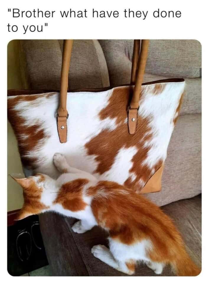 50 Funny Trending Memes Everyone's Sharing This Afternoon (April 30, 2024)