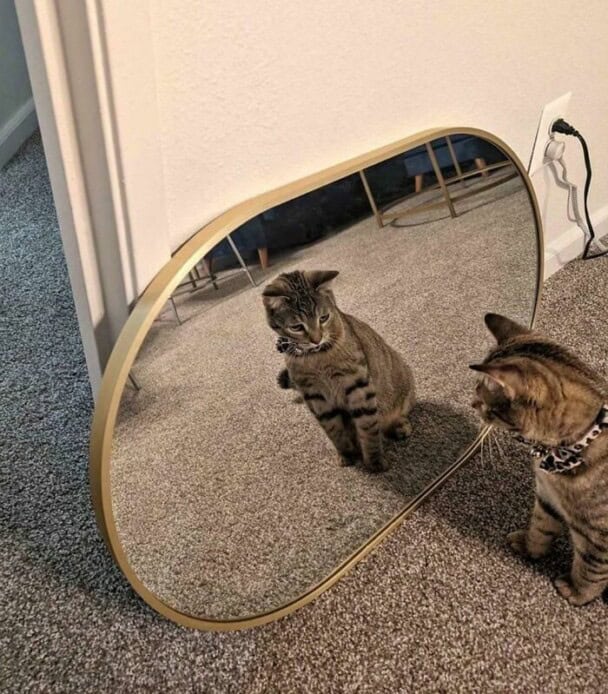 50 Times Trying To Sell A Mirror Turned Into Comedy Gold