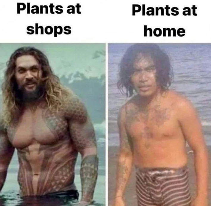 40 Funny Memes For People Who Love Their Plants -- Even If They Keep ...