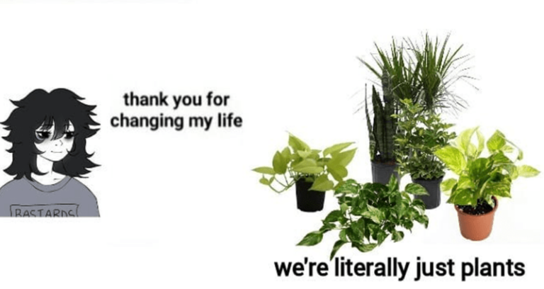 40 Funny Memes For People Who Love Their Plants -- Even If They Keep ...