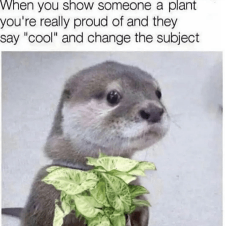 40 Funny Memes For People Who Love Their Plants -- Even If They Keep ...