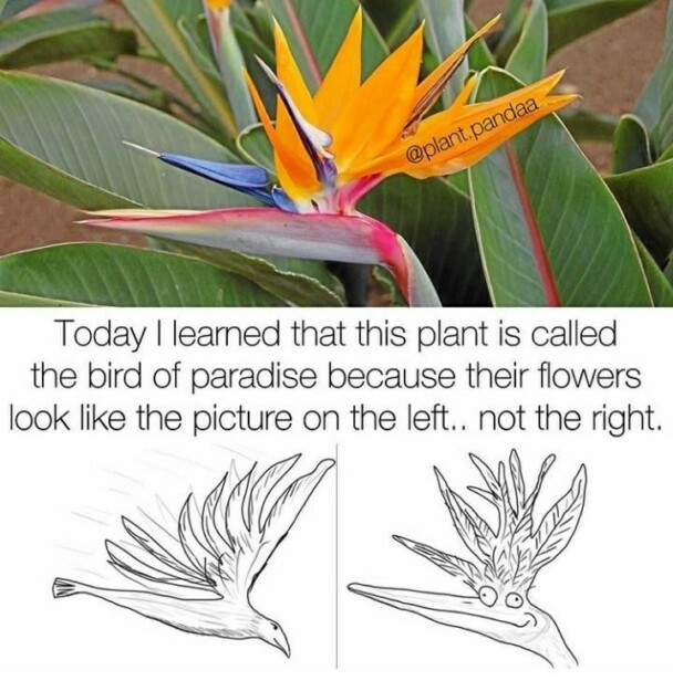 40 Funny Memes For People Who Love Their Plants -- Even If They Keep ...