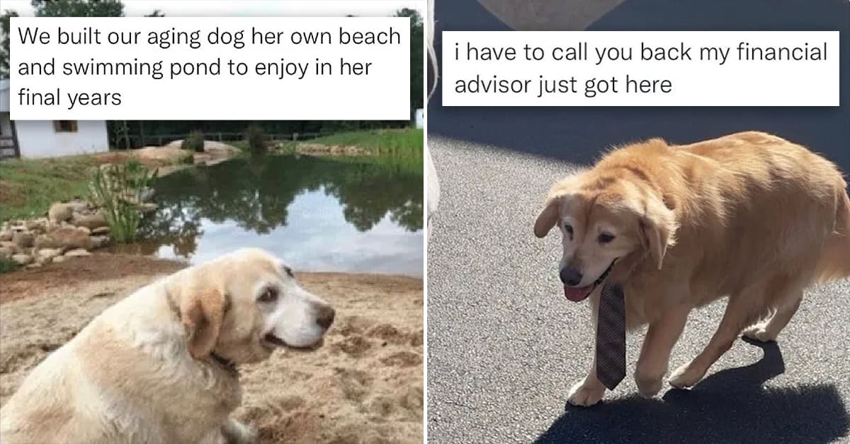 40 Funniest Dog Memes Of The Week Because They Are All Good Dogs, Yes They Are (May 1, 2024)