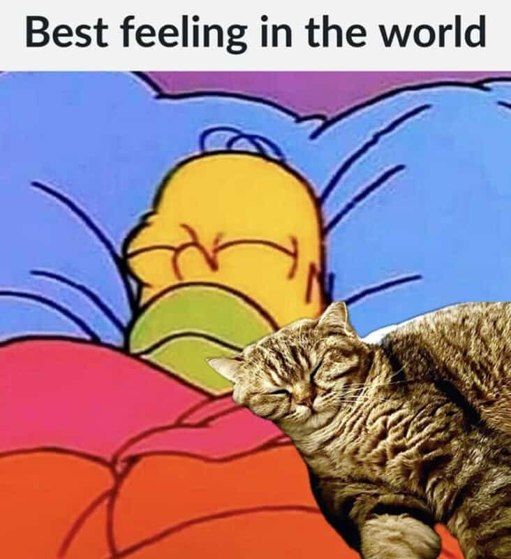 61 Funny Trending Memes Will Make You Thankful The Internet Exists (May ...