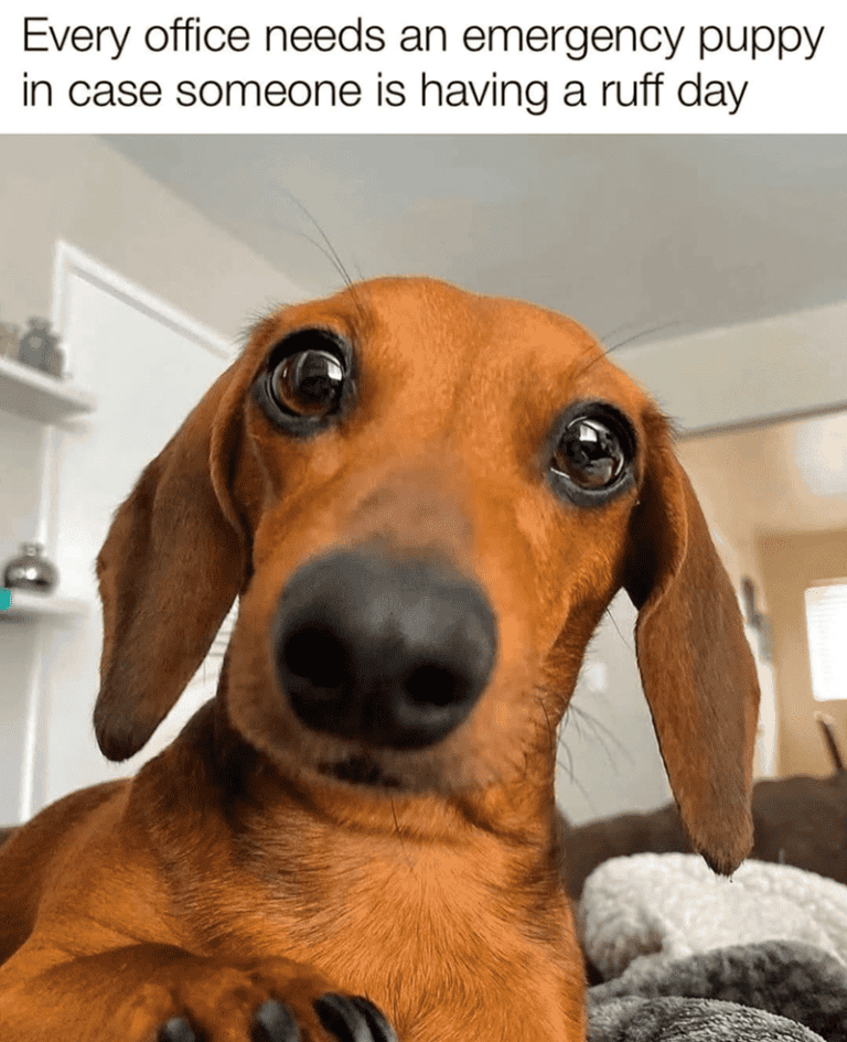 35 Paw-sitively Hilarious Dog Memes That Are A Real Treat (February 15 ...