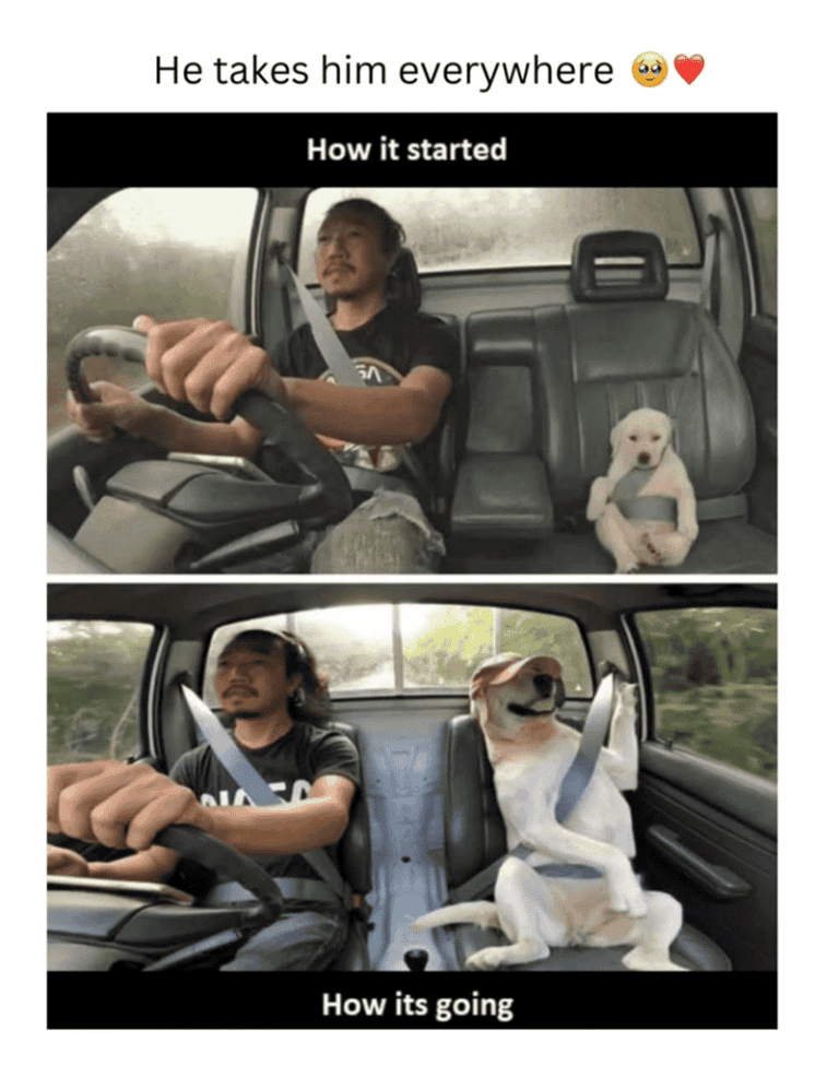35 Paw-sitively Hilarious Dog Memes That Are A Real Treat (February 15 ...