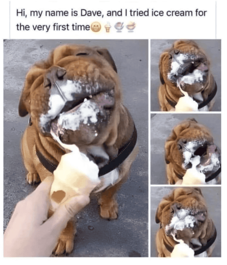 35 Paw-sitively Hilarious Dog Memes That Are A Real Treat (February 15 ...