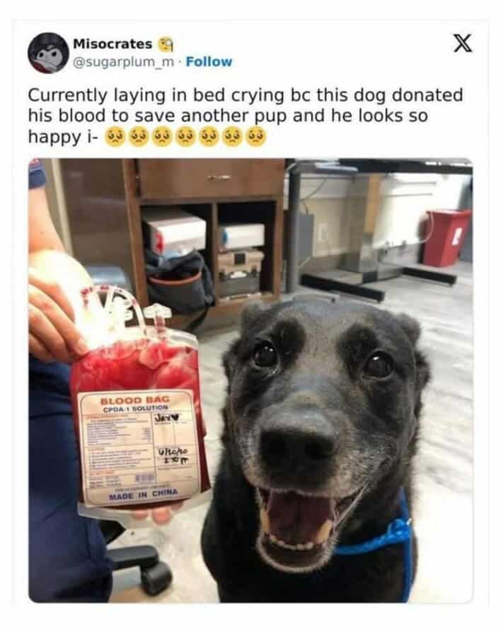 40 Funny Dog Memes That’ll Have You Barking With Laughter (March 19, 2025)