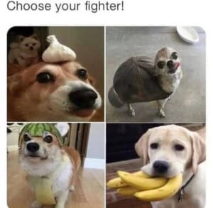 40 Funny Dog Memes That’ll Have You Barking With Laughter (March 19, 2025)