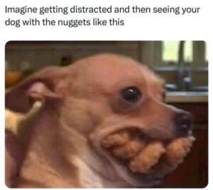 40 Funny Dog Memes That’ll Have You Barking With Laughter (March 19, 2025)