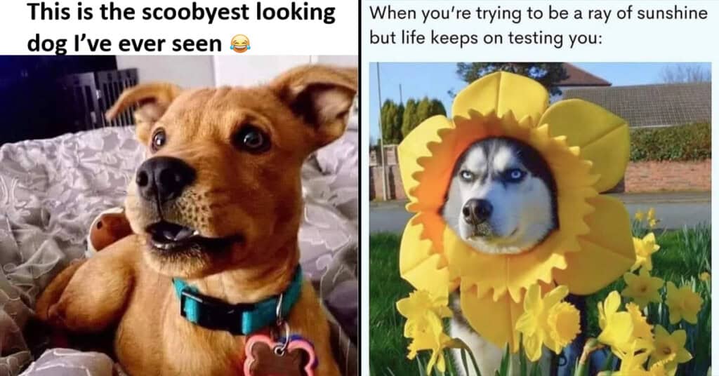 40 Funny Dog Memes That’ll Have You Barking With Laughter (March 19, 2025)