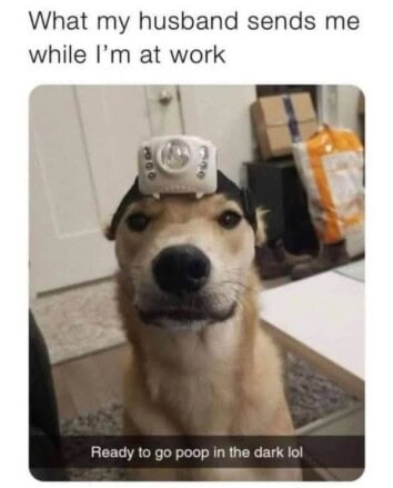 40 Funny Dog Memes That’ll Have You Barking With Laughter (March 19, 2025)