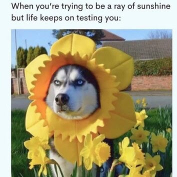 40 Funny Dog Memes That’ll Have You Barking With Laughter (March 19, 2025)