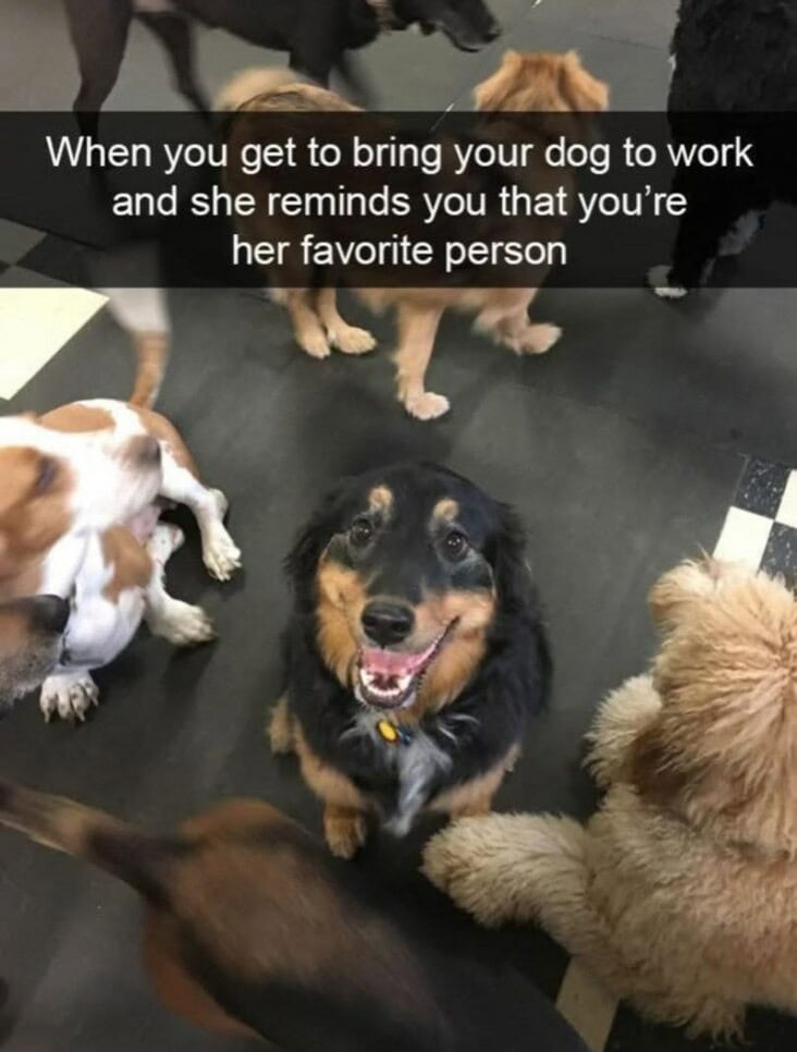 40 Funny Dog Memes That’ll Have You Barking With Laughter (March 19, 2025)