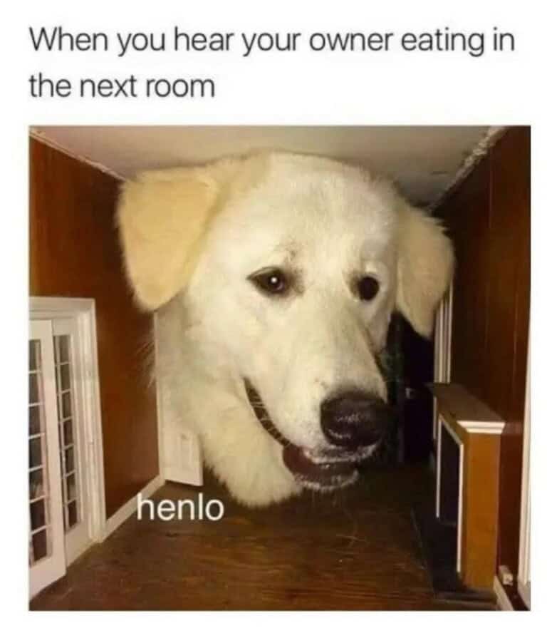 40 Funny Dog Memes That’ll Have You Barking With Laughter (March 19, 2025)