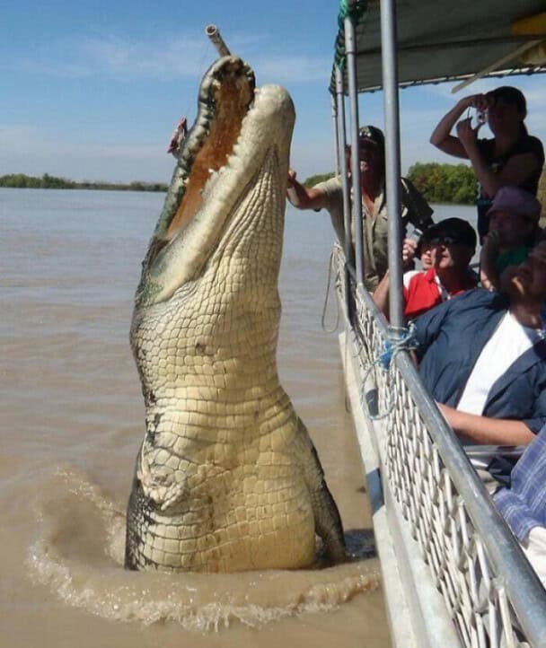 26 Terrifyingly Huge Things That Make People Deeply Uncomfortable