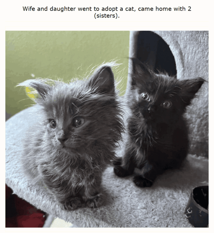 20 Cute Cat Memes That’ll Warm Your Cold, Dead WiFi-Addicted Heart