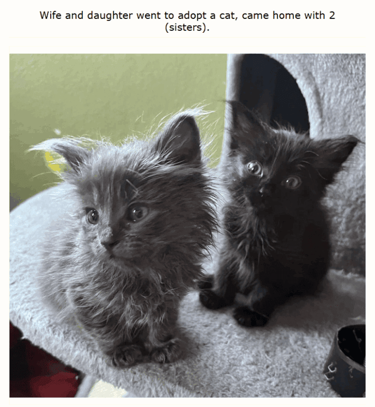 20 Cute Cat Memes That’ll Warm Your Cold, Dead WiFi-Addicted Heart
