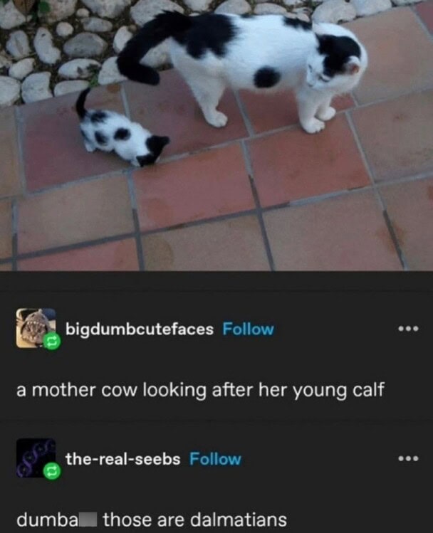 20 Cute Cat Memes That’ll Warm Your Cold, Dead WiFi-Addicted Heart