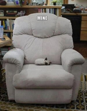 20 Cute Cat Memes That’ll Warm Your Cold, Dead WiFi-Addicted Heart