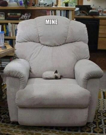 20 Cute Cat Memes That’ll Warm Your Cold, Dead WiFi-Addicted Heart