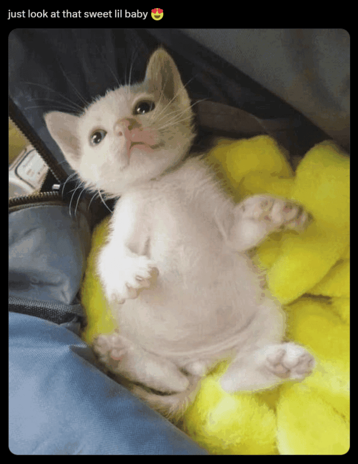 20 Cute Cat Memes That’ll Warm Your Cold, Dead WiFi-Addicted Heart