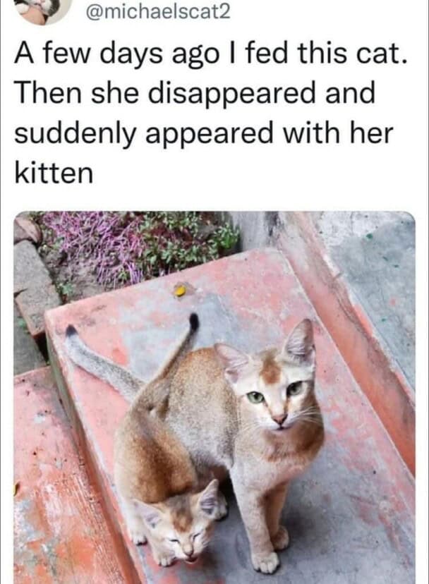 20 Cute Cat Memes That’ll Warm Your Cold, Dead WiFi-Addicted Heart