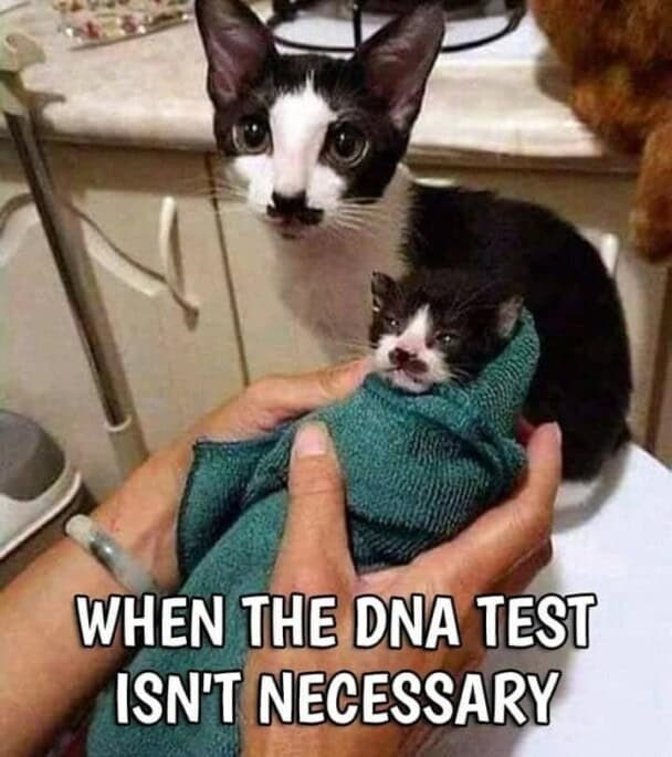 20 Cute Cat Memes That’ll Warm Your Cold, Dead WiFi-Addicted Heart