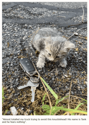 20 Cute Cat Memes That’ll Warm Your Cold, Dead WiFi-Addicted Heart