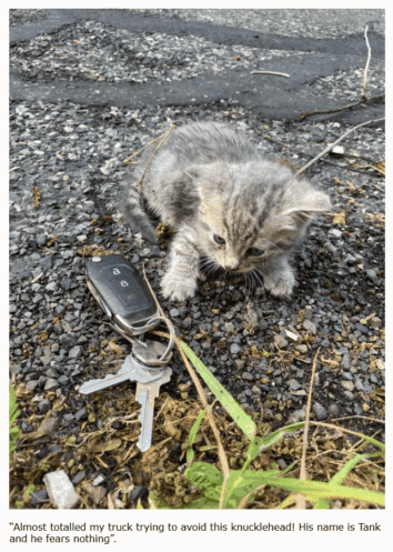 20 Cute Cat Memes That’ll Warm Your Cold, Dead WiFi-Addicted Heart