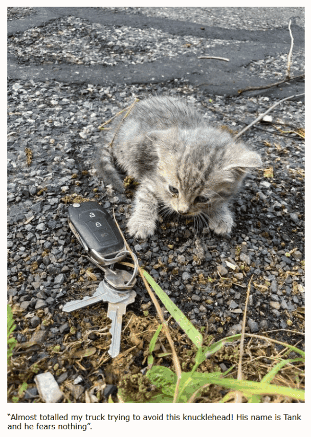 20 Cute Cat Memes That’ll Warm Your Cold, Dead WiFi-Addicted Heart