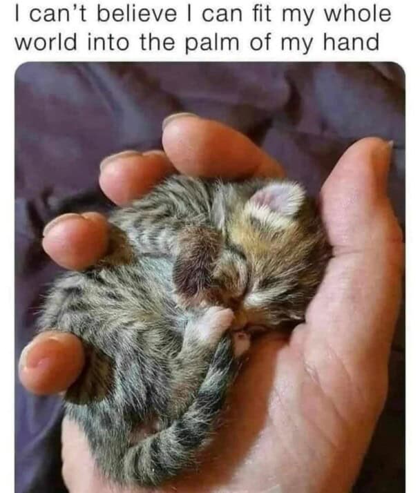 20 Cute Cat Memes That’ll Warm Your Cold, Dead WiFi-Addicted Heart