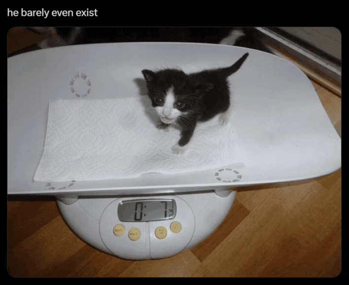 20 Cute Cat Memes That’ll Warm Your Cold, Dead WiFi-Addicted Heart